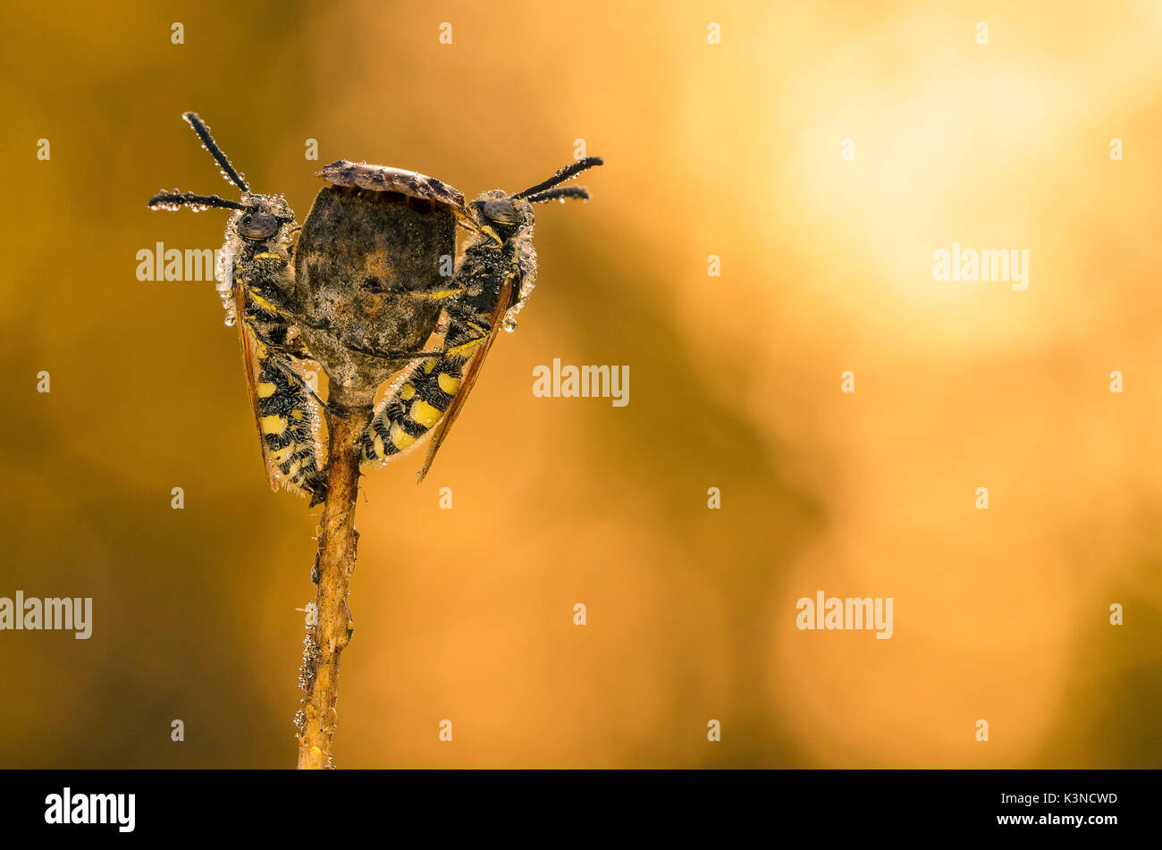 Brescia,Lombardy,Italy Two bees warm in the sun dawn resting on a perch ...