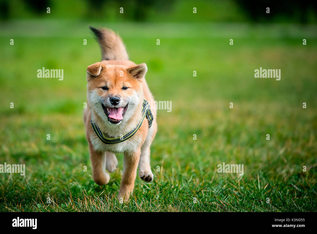 Italy shiba inu puppy photographed while he is running hi-res stock ...