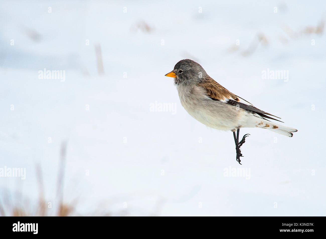Lessinia,Veneto,Italy A Chaffinch resumed Alpine mountains Lessinia ...