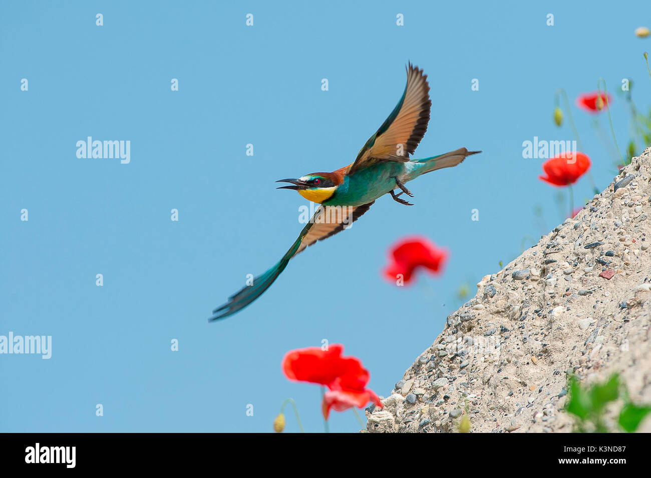 Poppy birds hi-res stock photography and images - Alamy