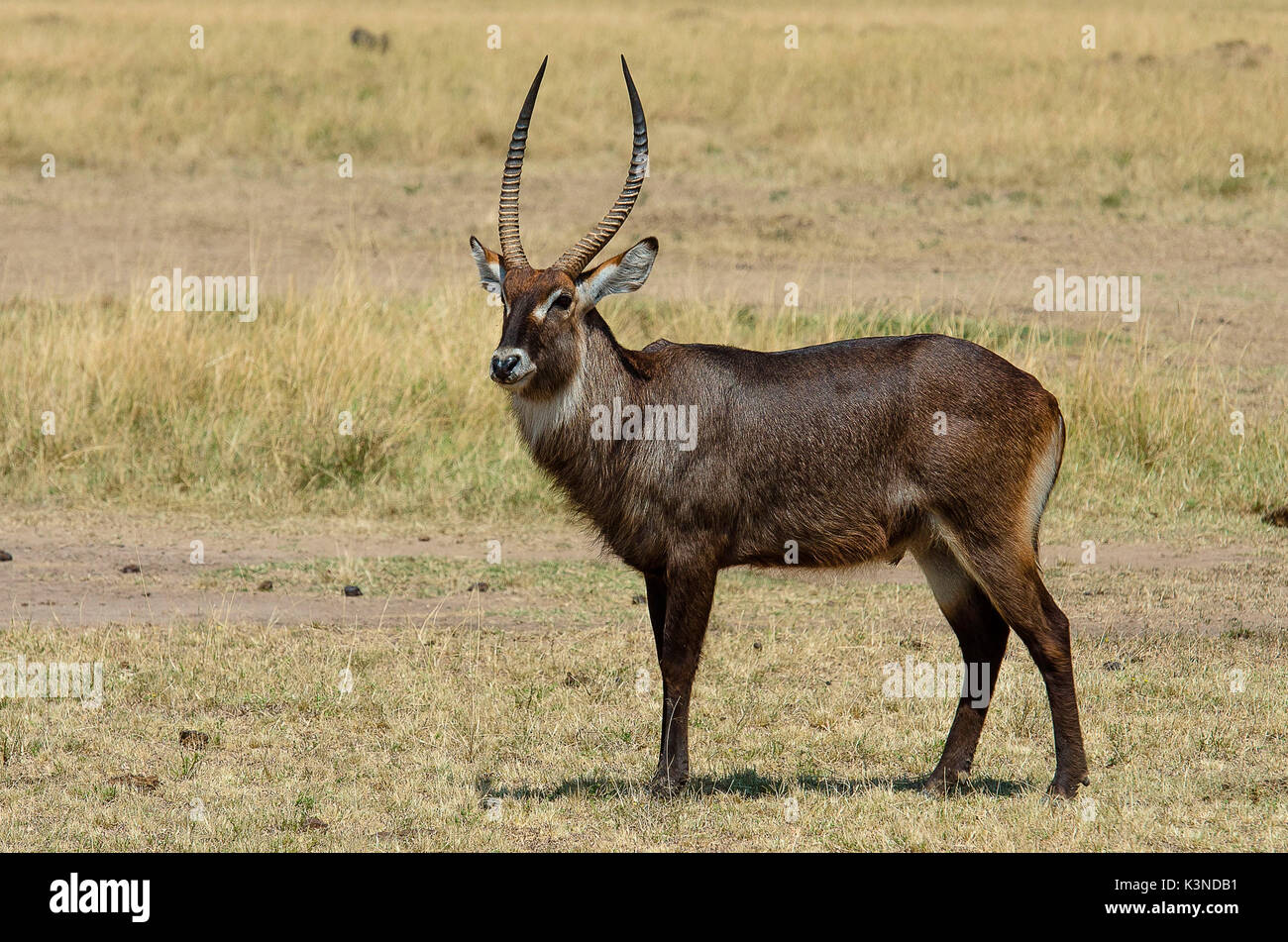 African waterback hi-res stock photography and images - Alamy