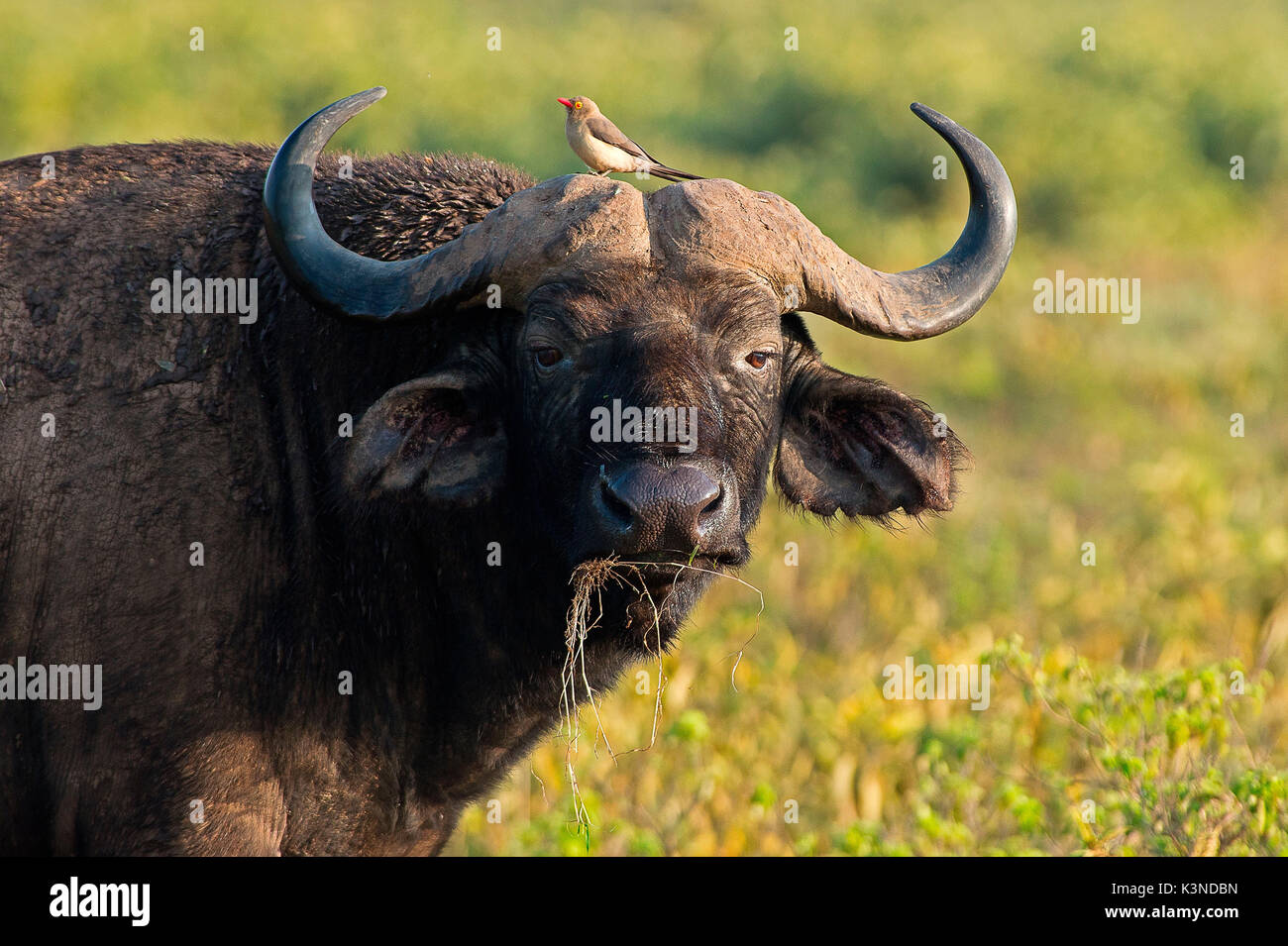 Male buffalo hi-res stock photography and images - Alamy