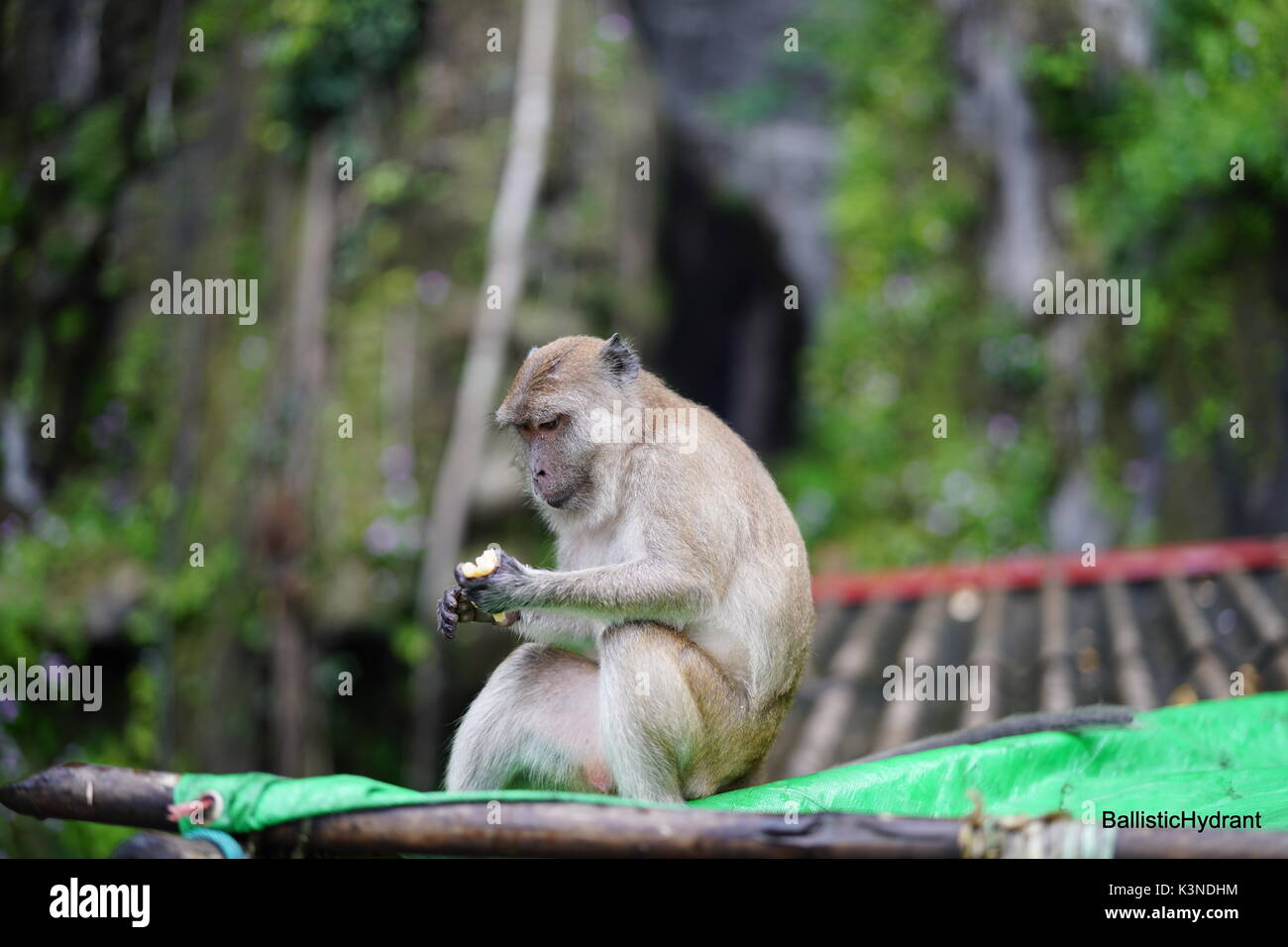 Monkey clown hi-res stock photography and images - Alamy