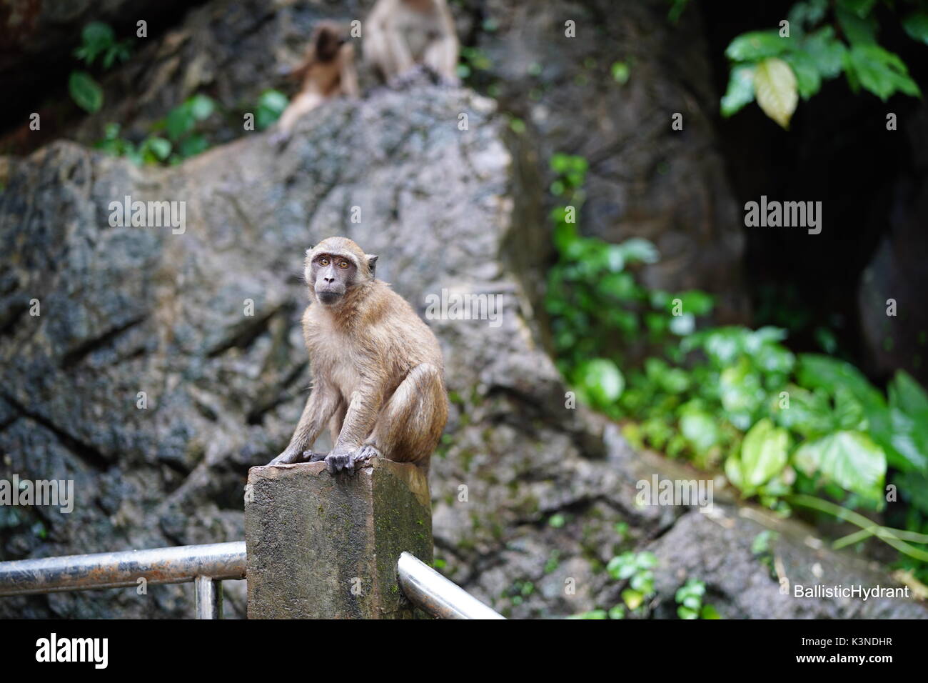 Burmese monkey hi-res stock photography and images - Alamy
