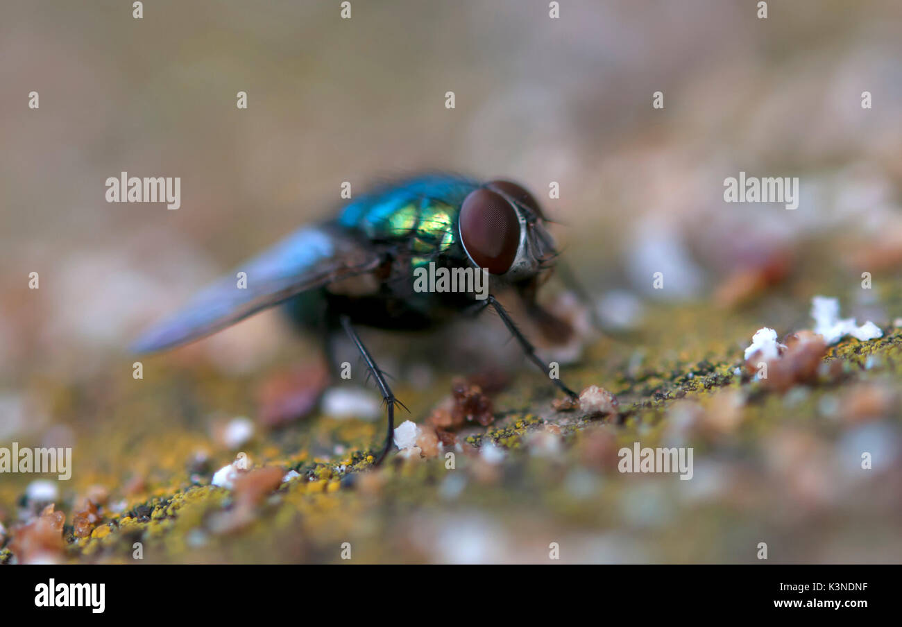 Insect fly macro hi-res stock photography and images - Alamy