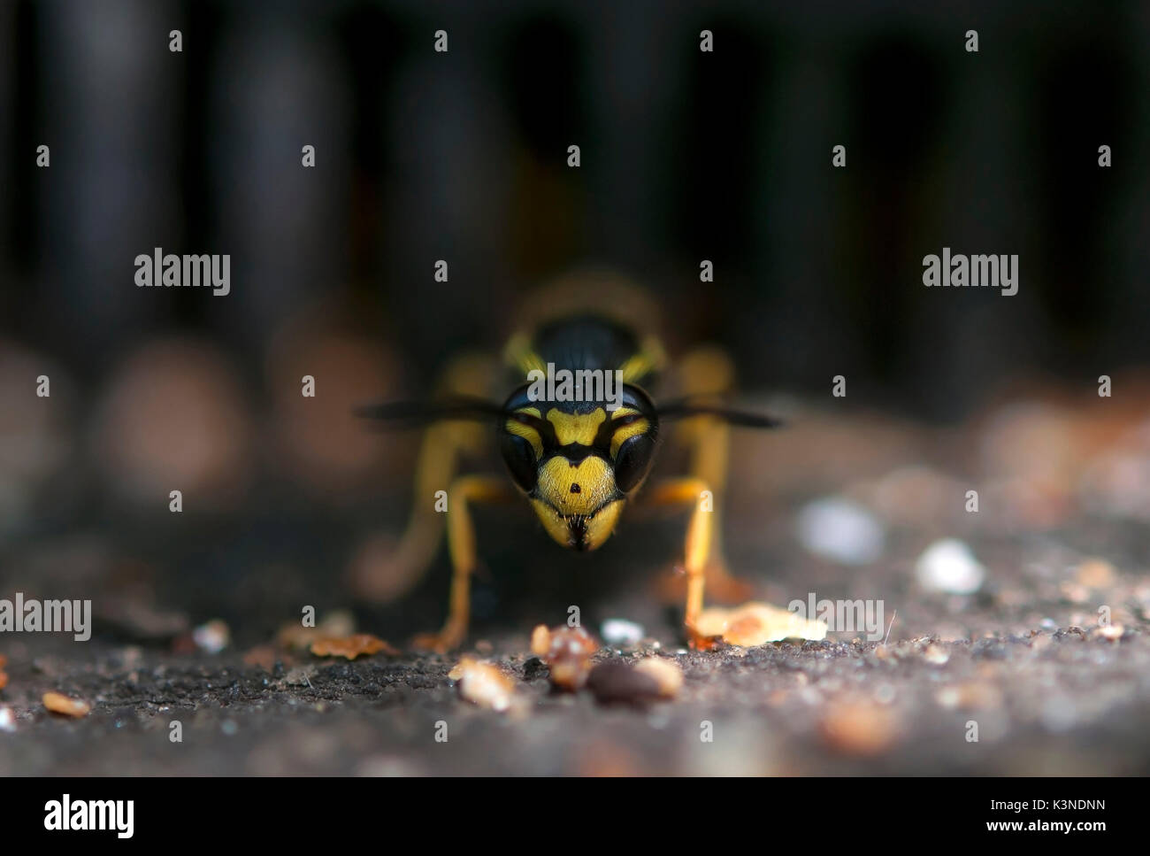 Beautiful, close up and detailed wasp face. Macro photography Stock ...