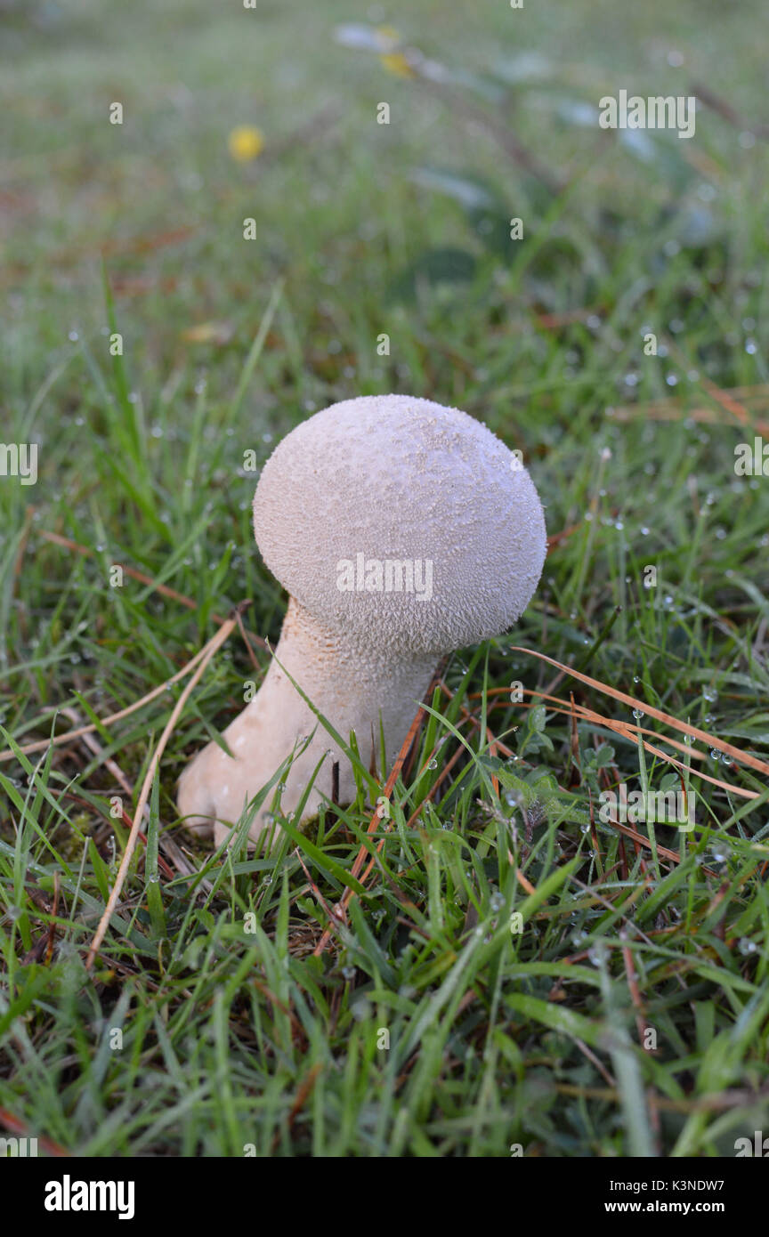 Wild mushrooms in the British countryside Stock Photo - Alamy