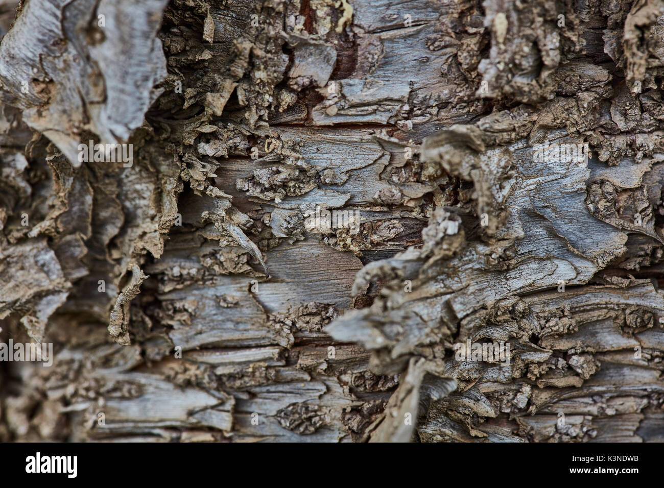 Rough wood bark surface close up extreme macro Stock Photo - Alamy
