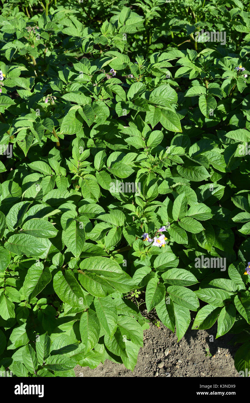 Potato plants with flowers in a English country garden Stock Photo - Alamy