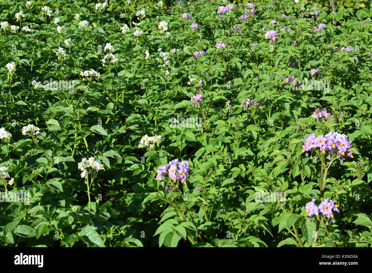 Potato plants with flowers in a English country garden Stock Photo - Alamy