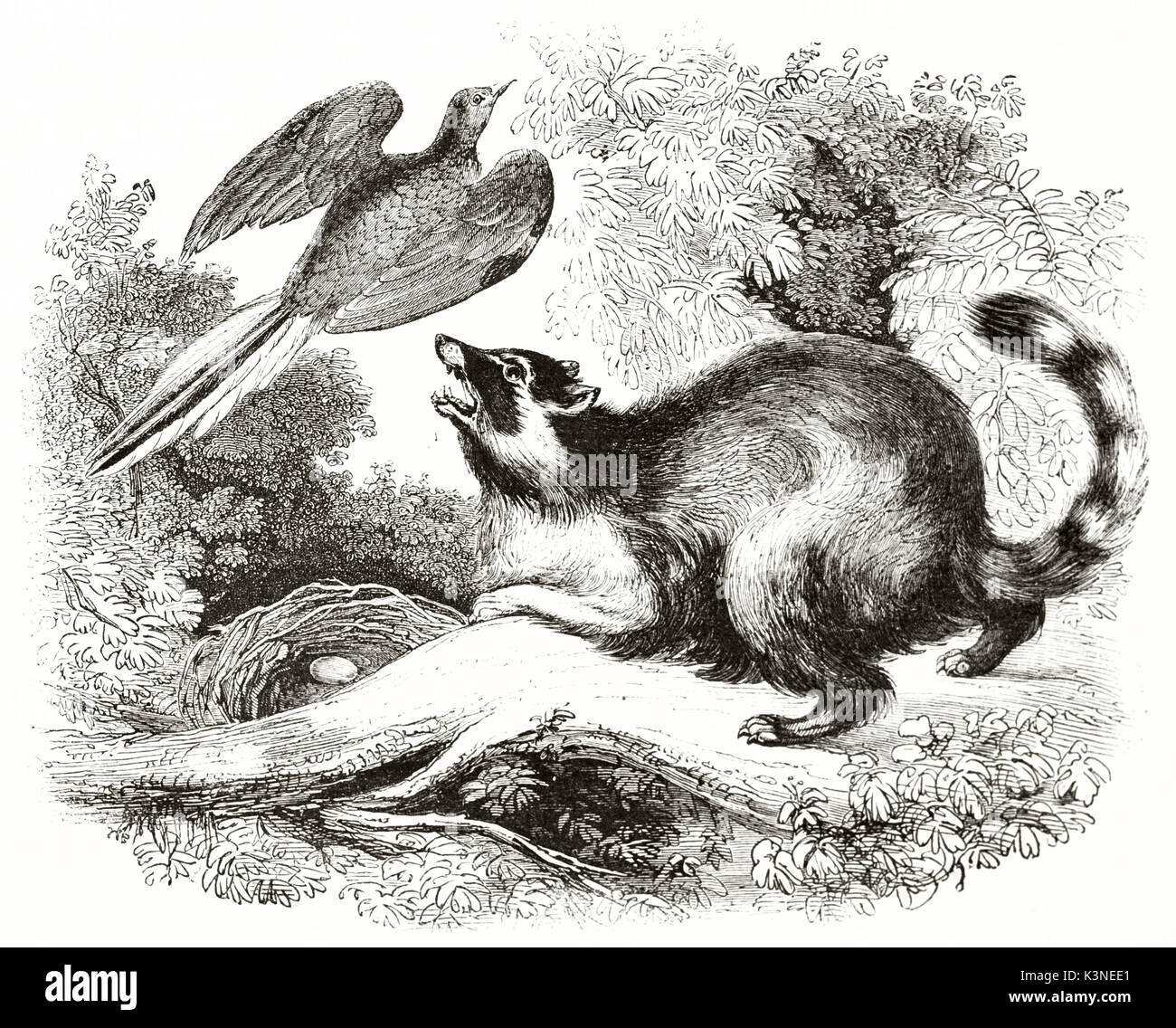 Old etching illustration of a raccoon discovering a egg in a nest on a ...