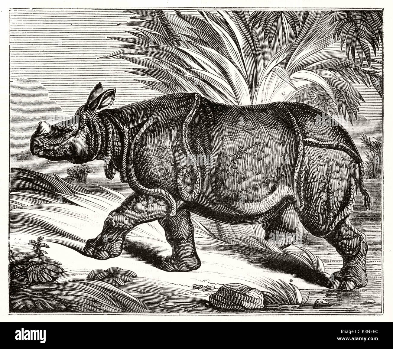 Old rhino illustration hi-res stock photography and images - Alamy
