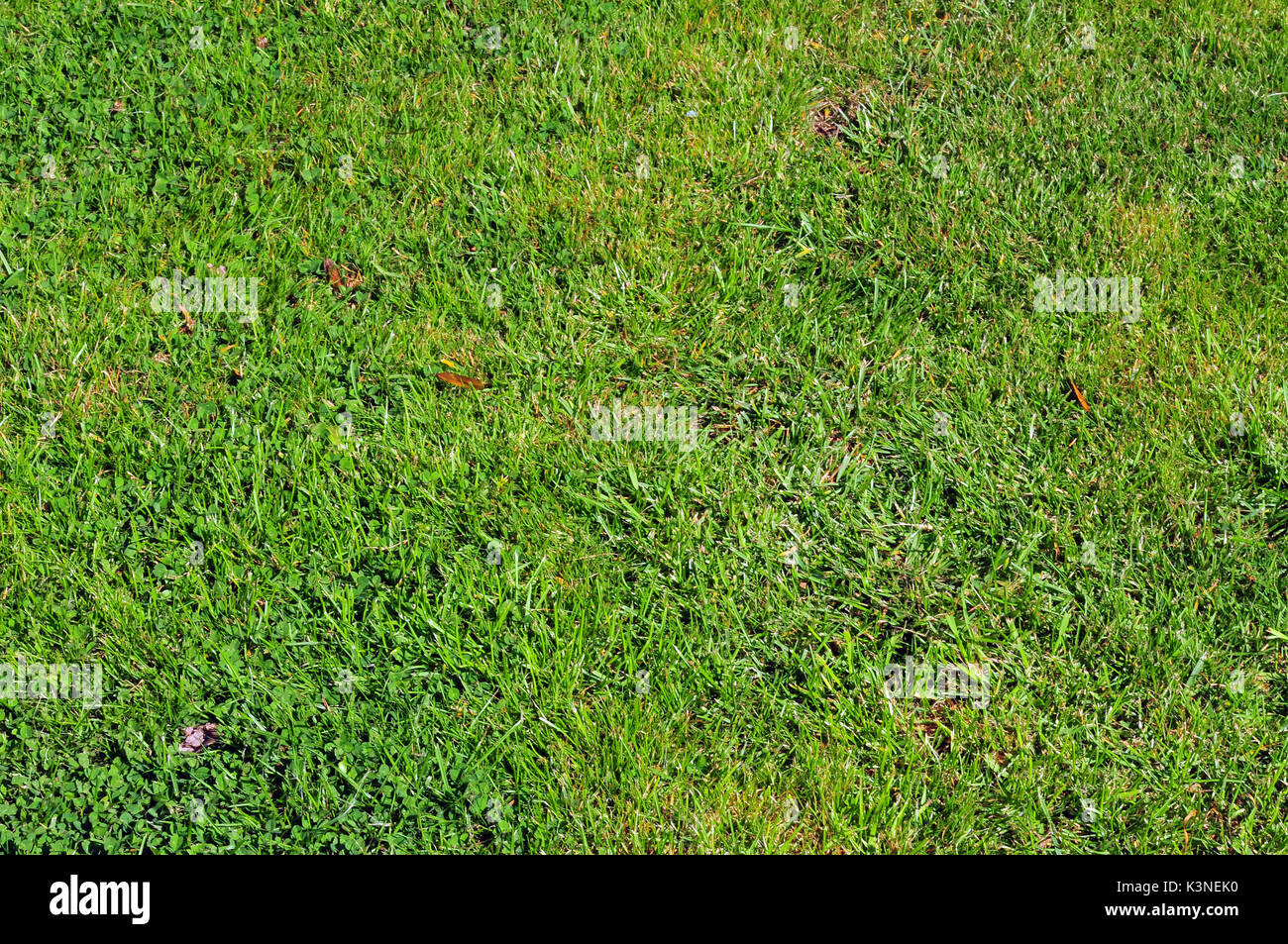 A patch of green grass with patches or disease problems making grass ...