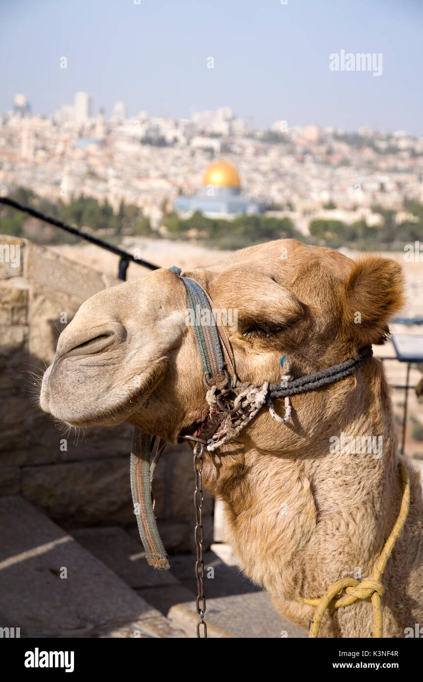 Camel in Mount of Olives, Jerusalem Stock Photo - Alamy