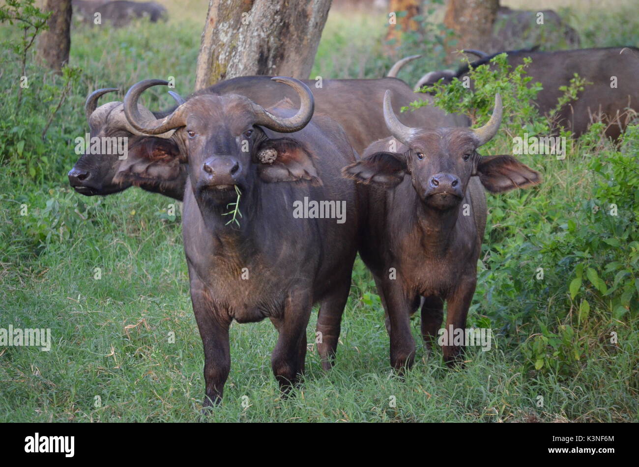 Africanbovine hi-res stock photography and images - Alamy