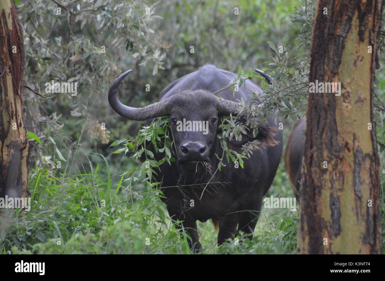 Buffalo gaze hi-res stock photography and images - Alamy