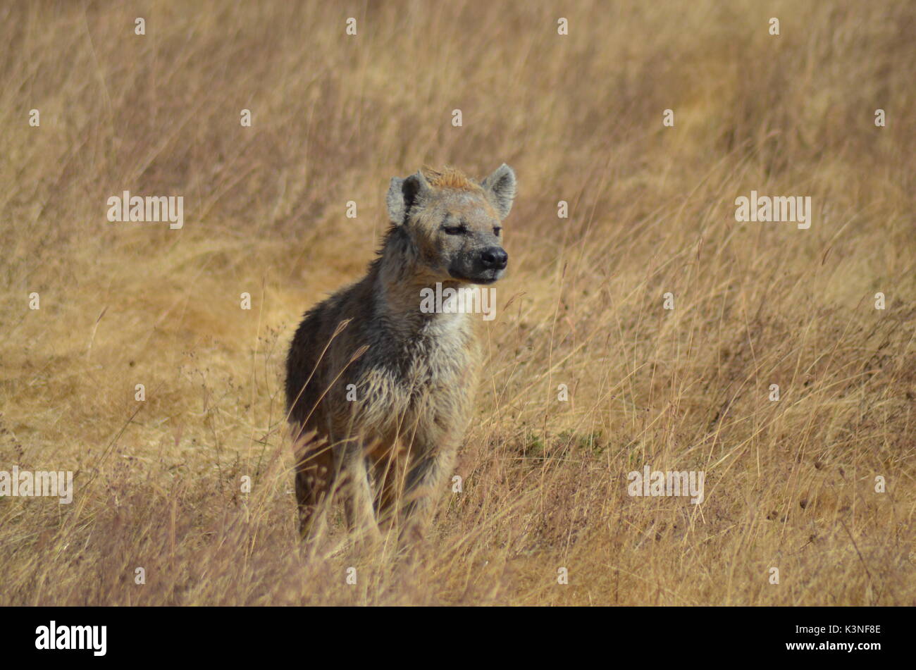 African Wildlife, Hyena Stock Photo - Alamy