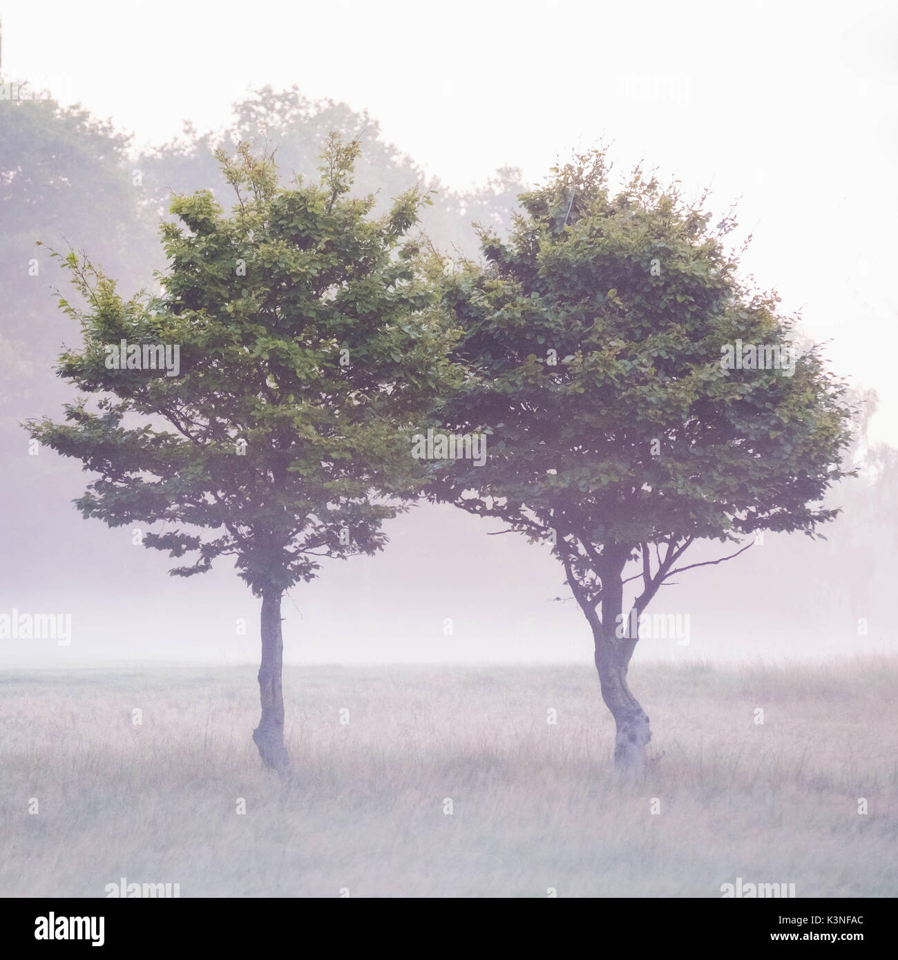 Companion trees hi-res stock photography and images - Alamy