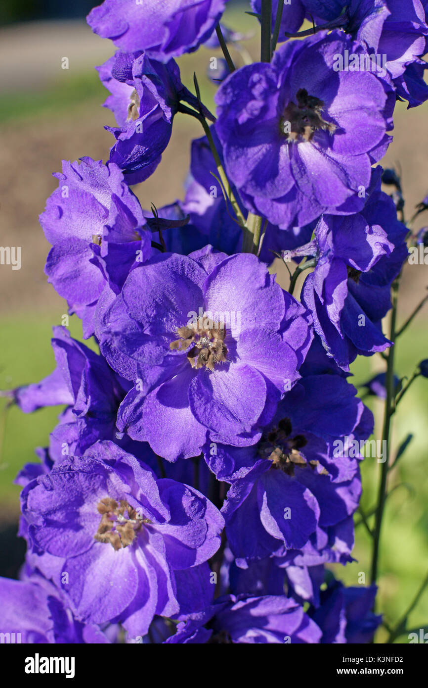 Delphinium hybrid hi-res stock photography and images - Alamy
