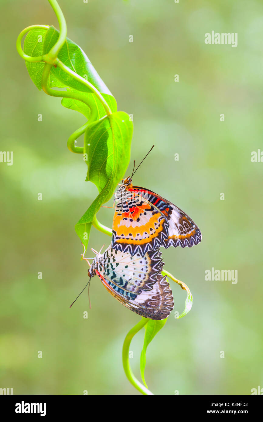 Monarch butterfly breeding hi-res stock photography and images - Alamy