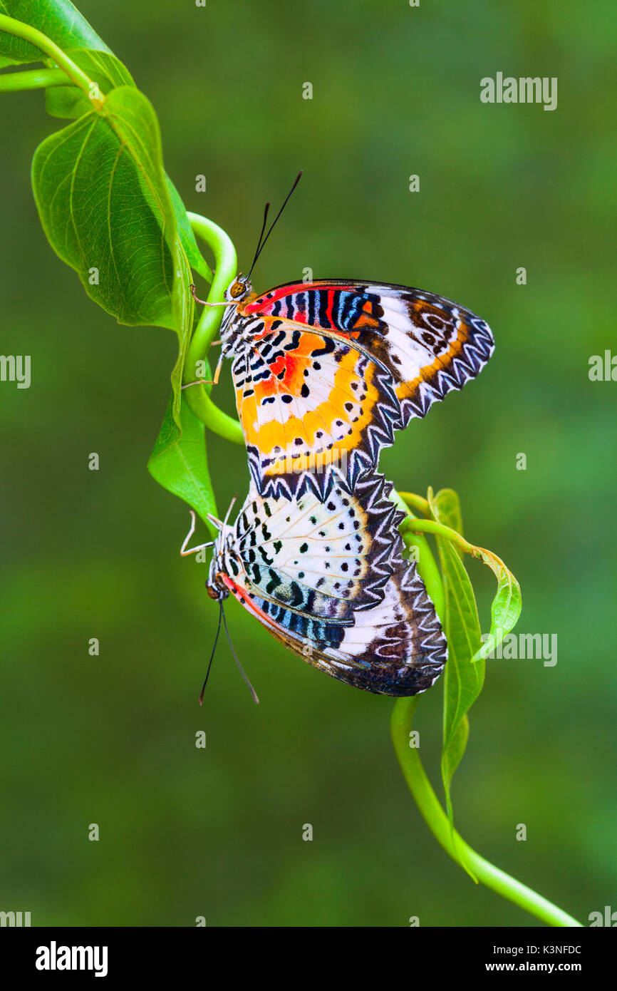 Butterfly breeding hi-res stock photography and images - Alamy