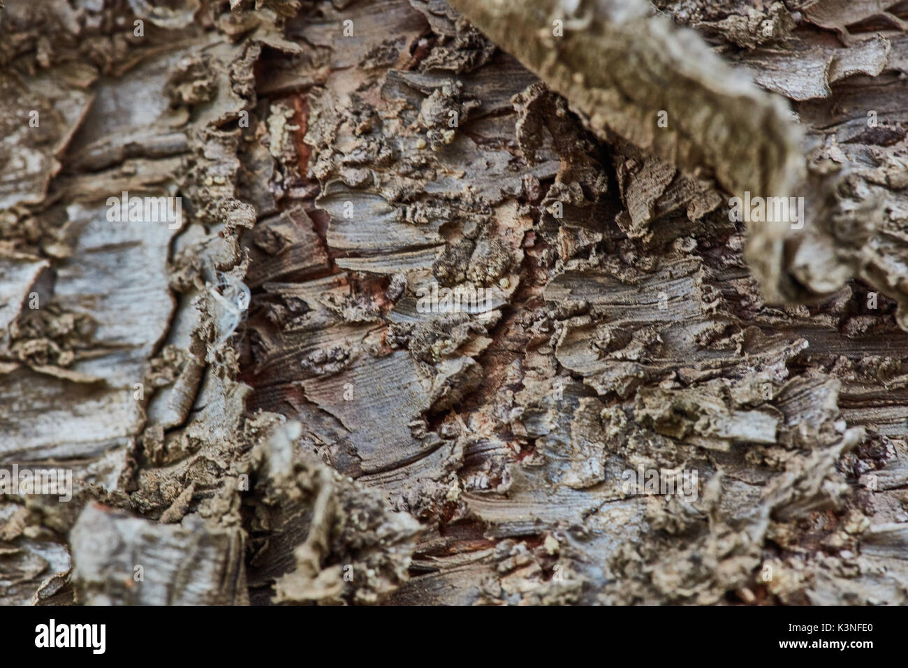 Rough wood bark surface close up extreme macro Stock Photo - Alamy