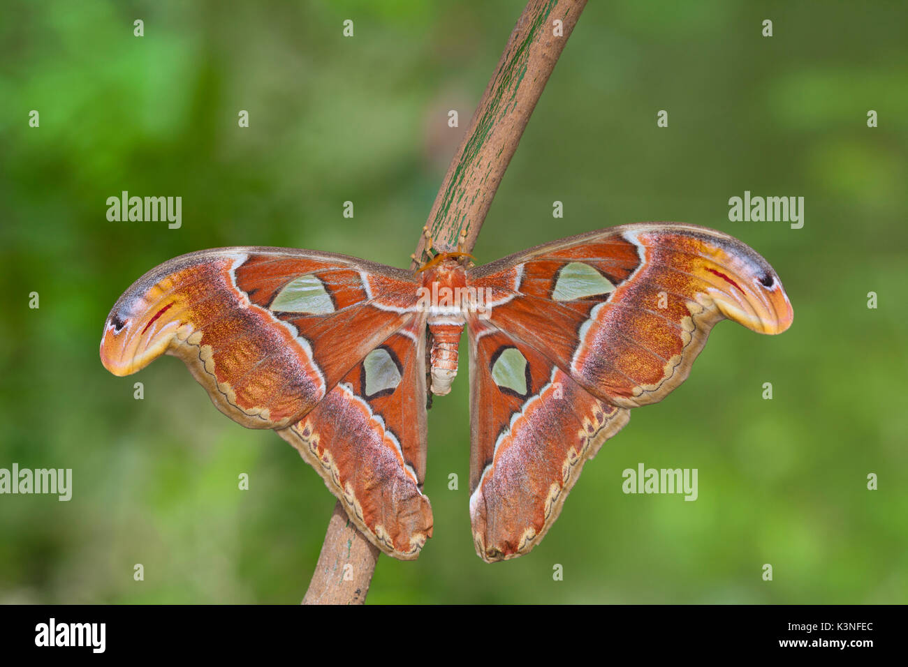 Rainforest Blue Morpho Butterfly , is one of over eighty described ...