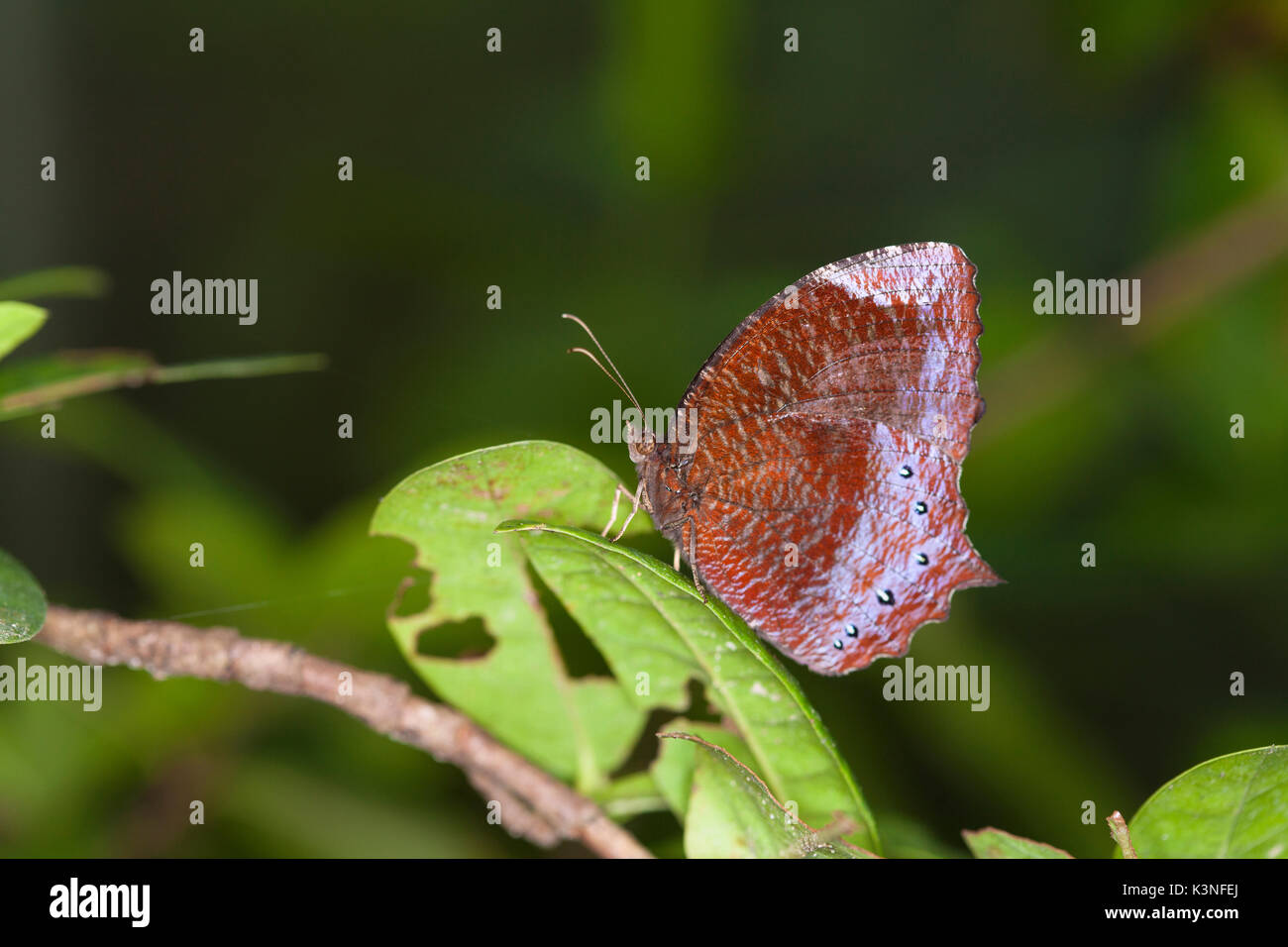 Rainforest Blue Morpho Butterfly , is one of over eighty described ...