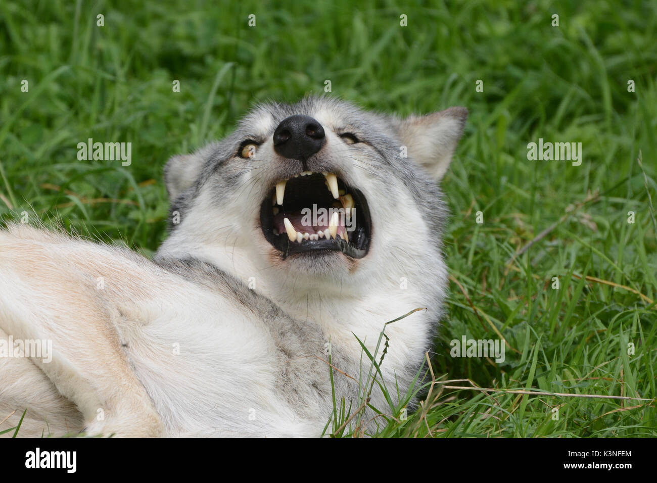 Wolf teeth hi-res stock photography and images - Alamy