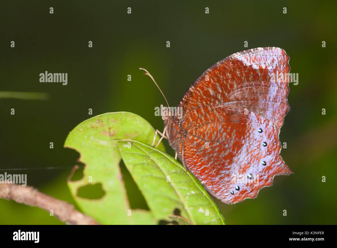 Rainforest Blue Morpho Butterfly , is one of over eighty described ...