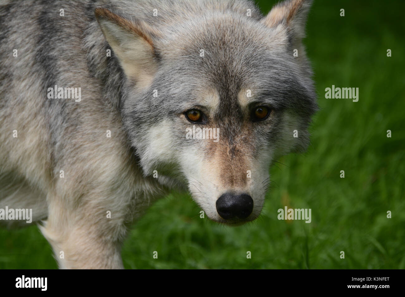 Wolf house hi-res stock photography and images - Alamy