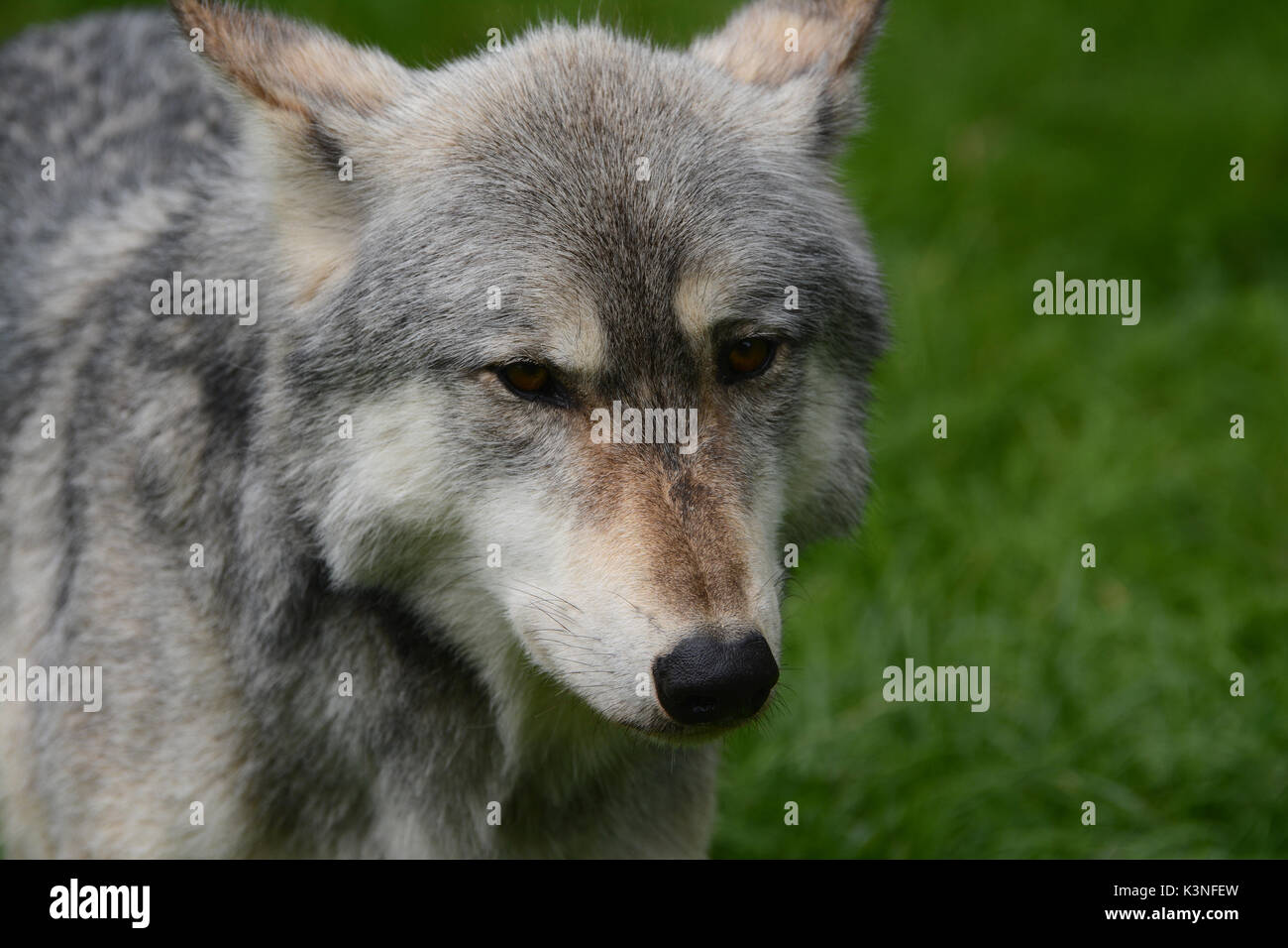 Stark game of thrones wolf hi-res stock photography and images - Alamy