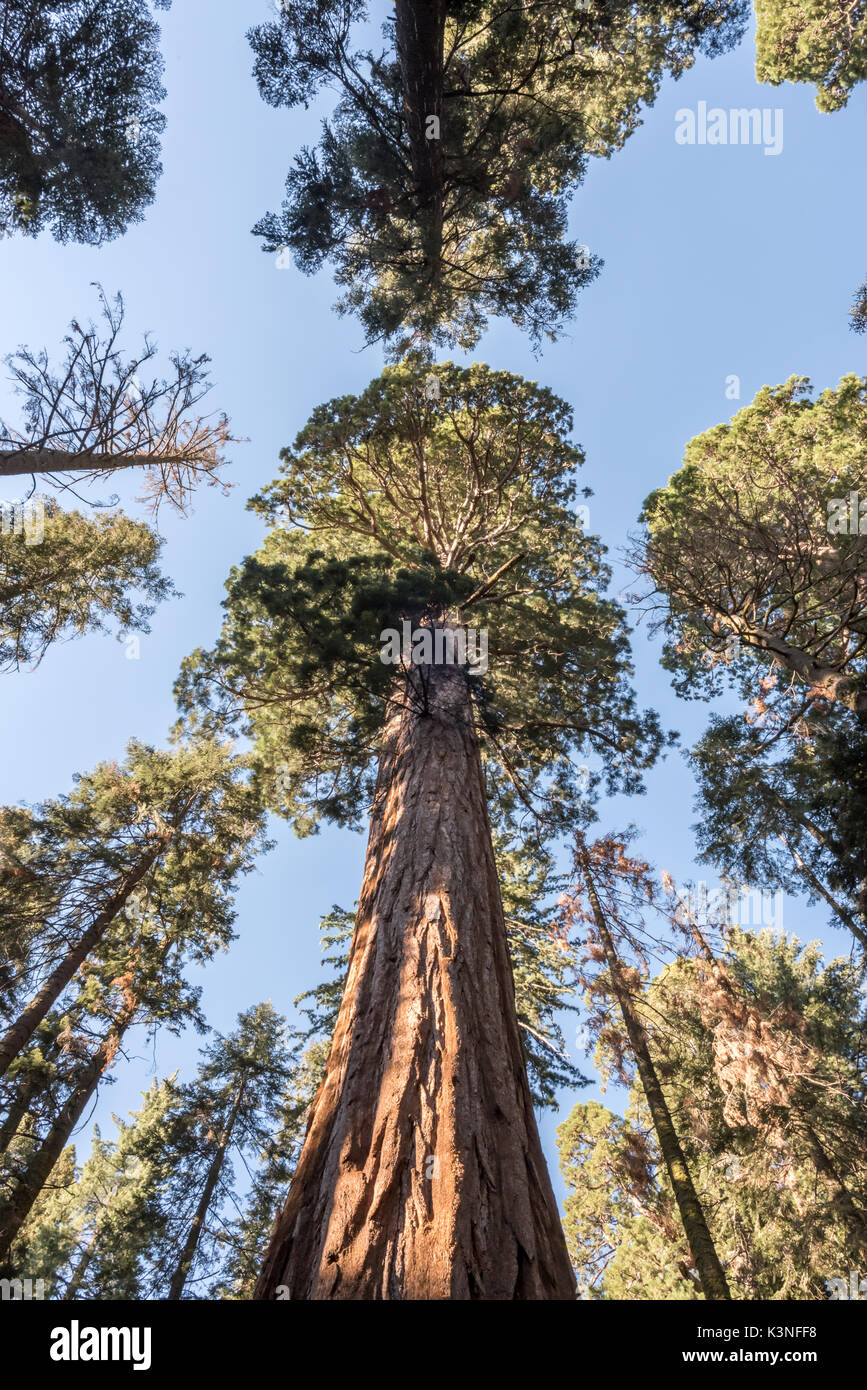Majestic giant sequoia towering hi-res stock photography and images - Alamy