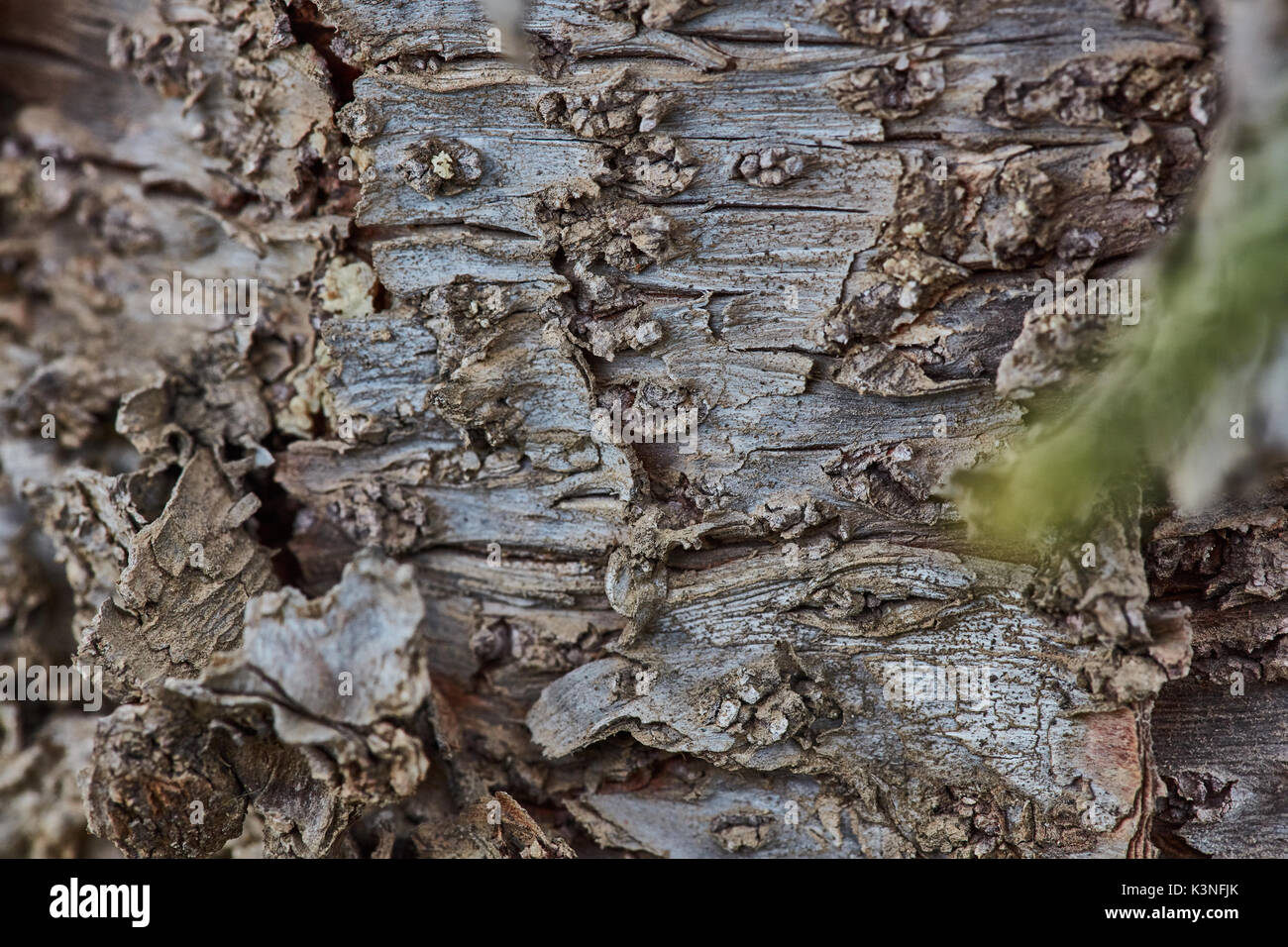 Rough wood bark surface close up extreme macro Stock Photo - Alamy