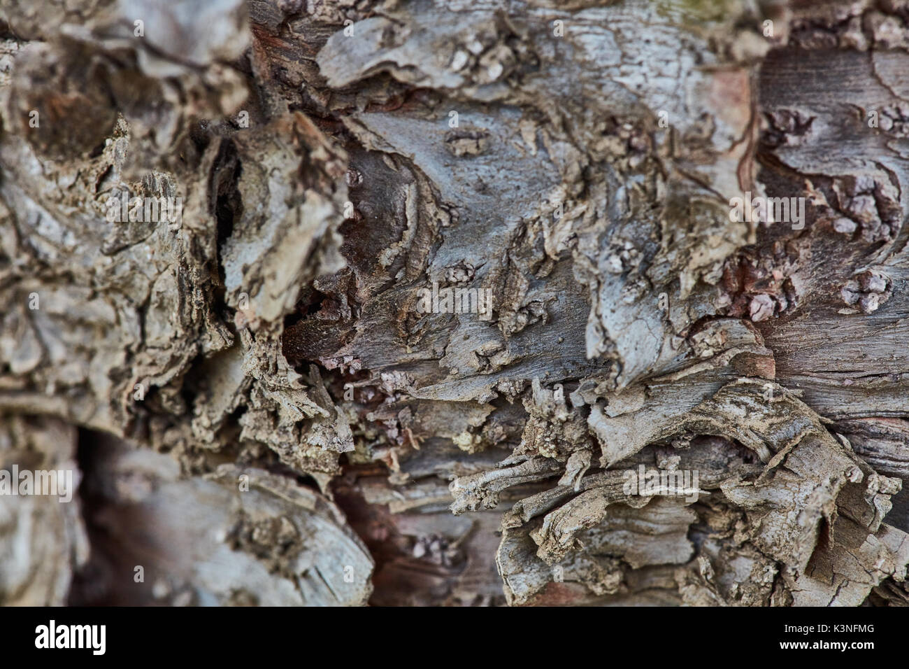 Rough wood bark surface close up extreme macro Stock Photo - Alamy