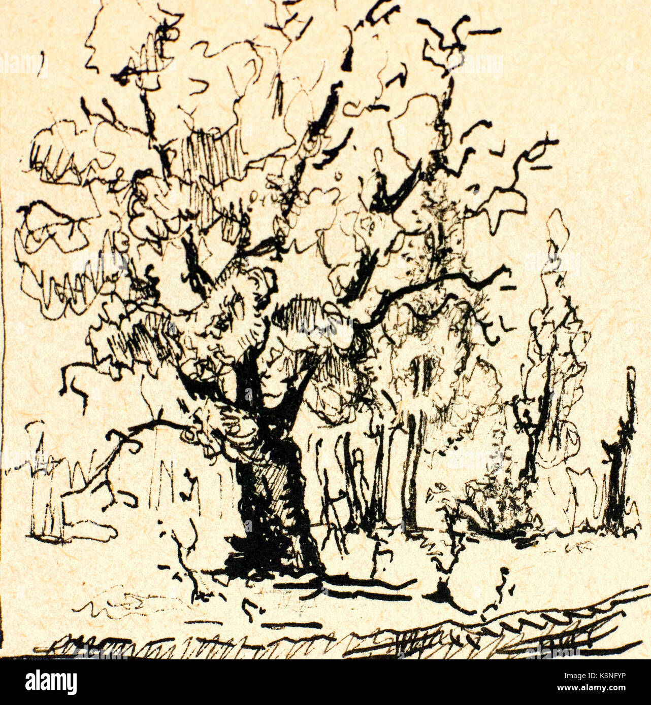 Oak Tree Drawing High Resolution Stock Photography and Images - Alamy