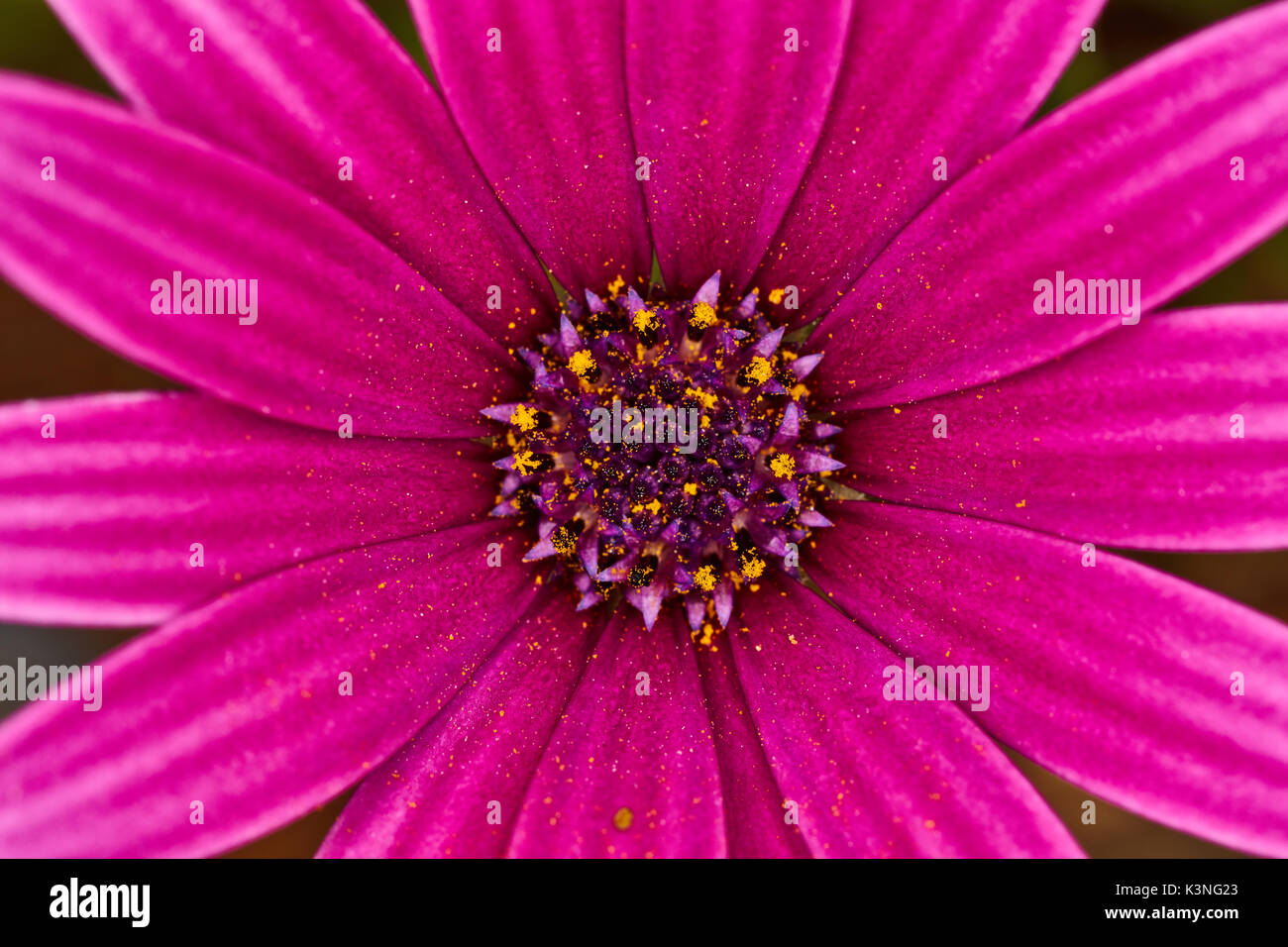 Violet flower photo hi-res stock photography and images - Alamy