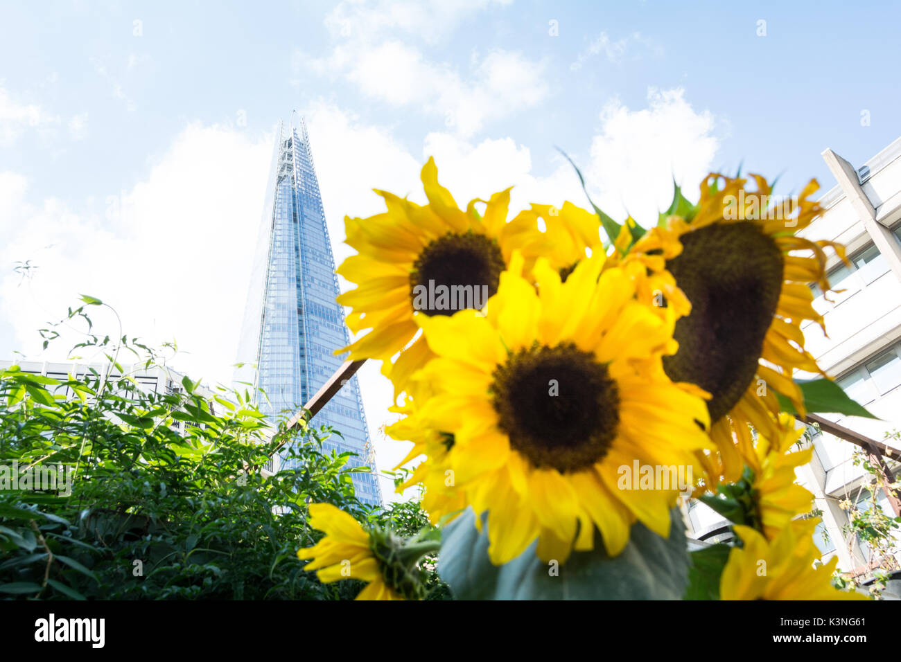 Skyscraper sunflowers hi-res stock photography and images - Alamy