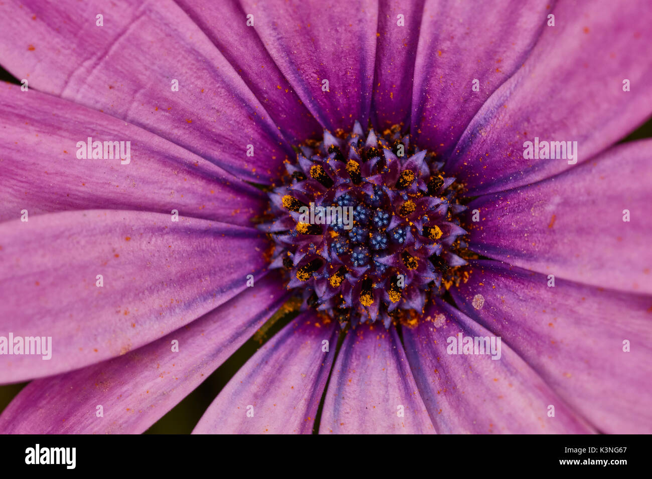 Pink rainbows hi-res stock photography and images - Alamy