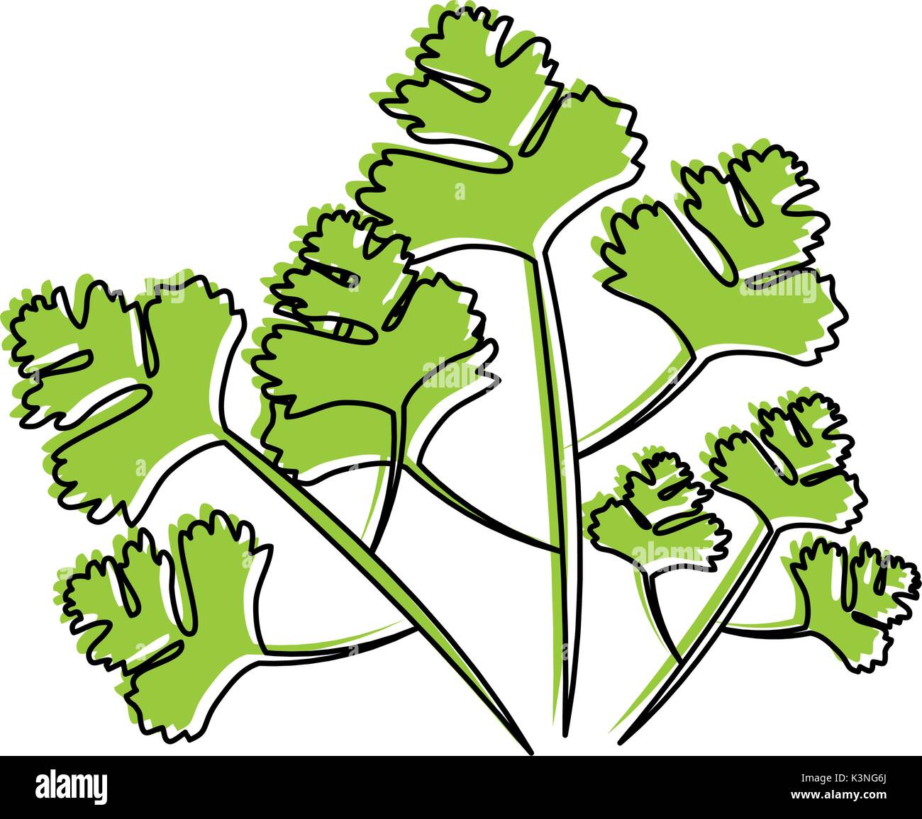 Coriander icon over white background vector illustration Stock Vector ...