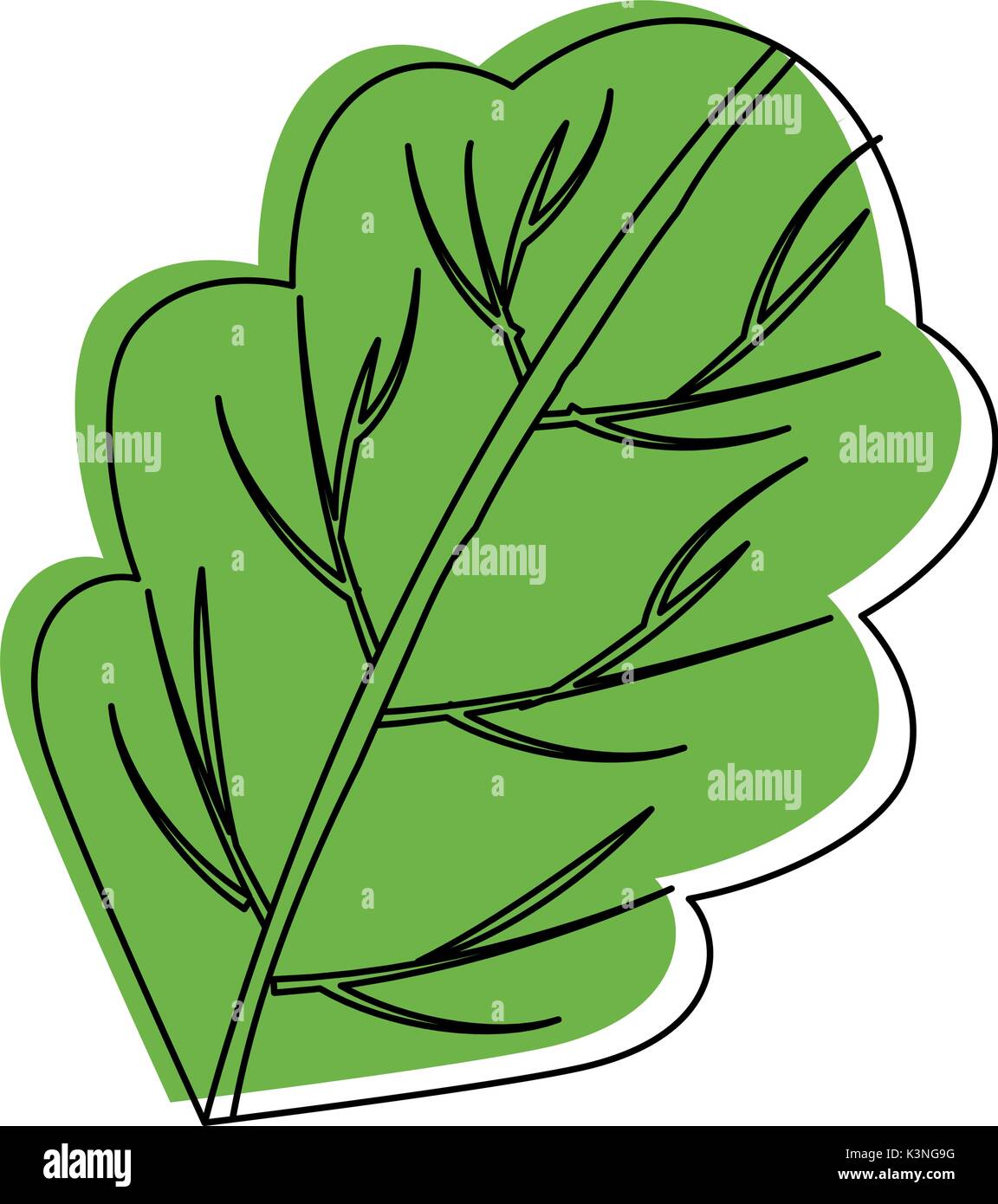 Lettuce Leaf Illustration