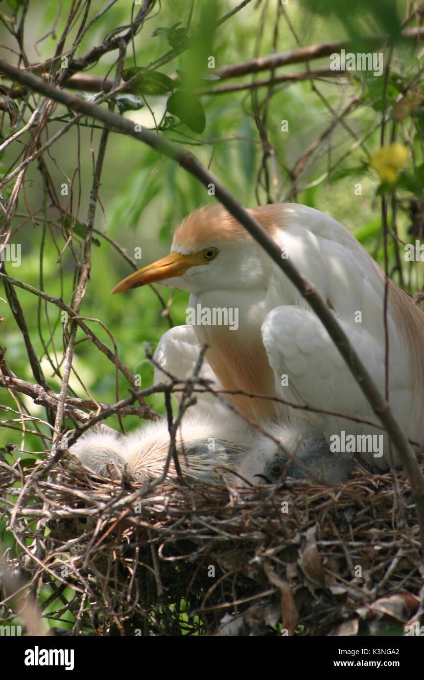 Cattle Egret watching over young in a nest at Gatorland park in Florida ...