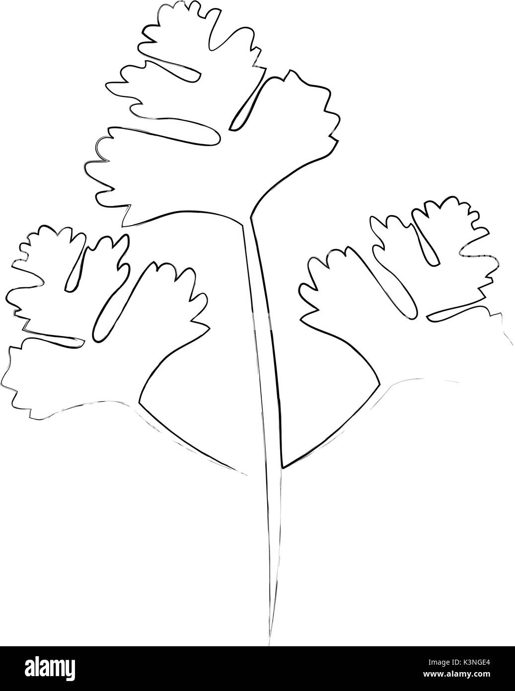 Coriander icon over white background vector illustration Stock Vector ...