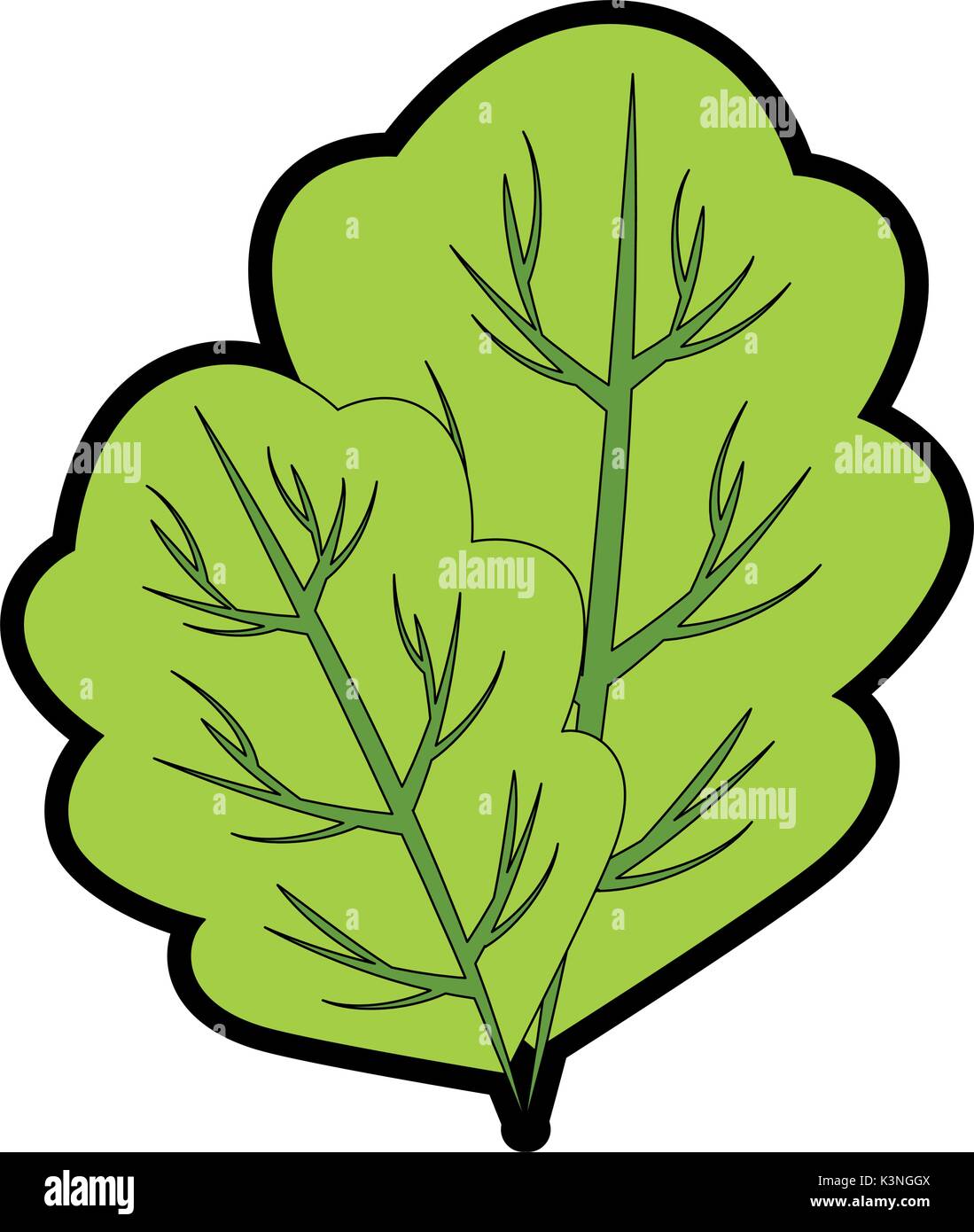 Lettuce Leaf Illustration