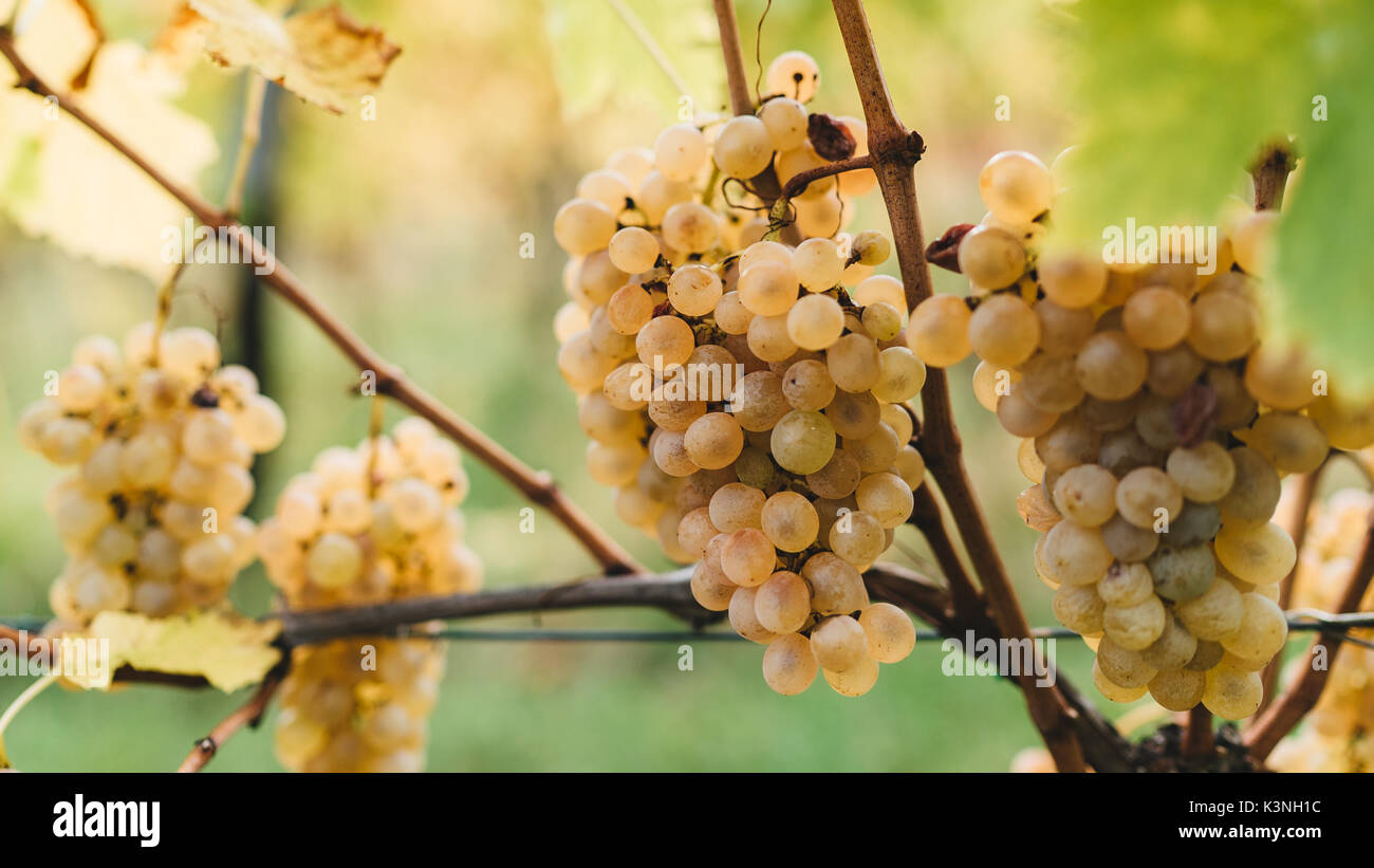 Bunch of grapes ready to be harvested in the Italian vineyards Stock Photo - Alamy