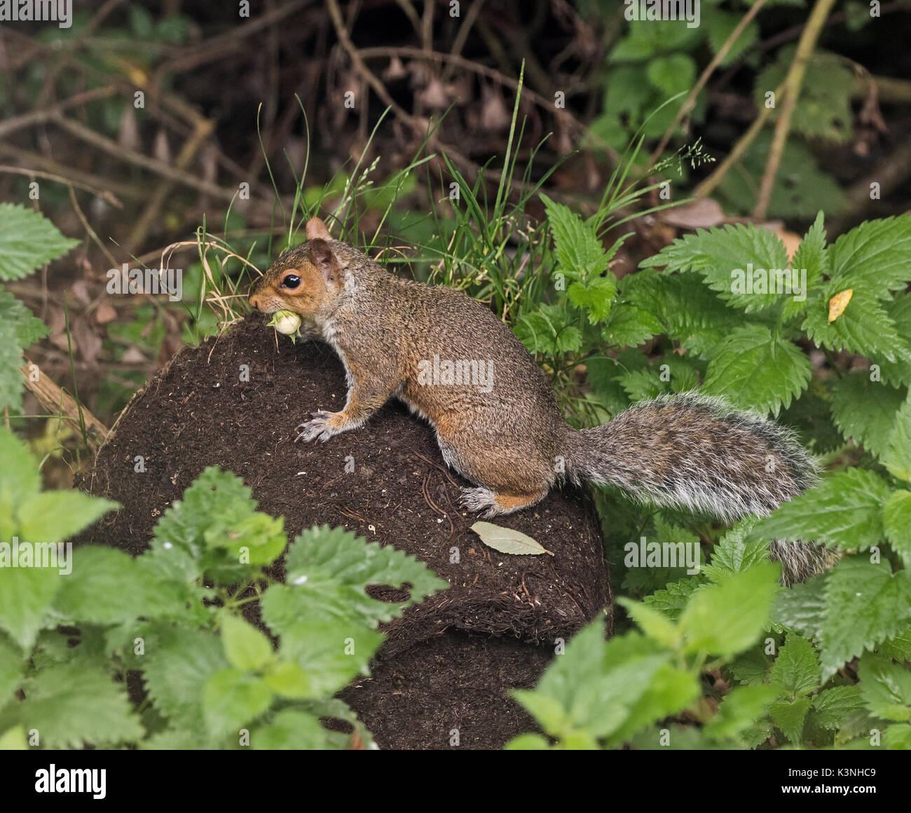 Grey squirrel gathering hazel nuts hi-res stock photography and images ...