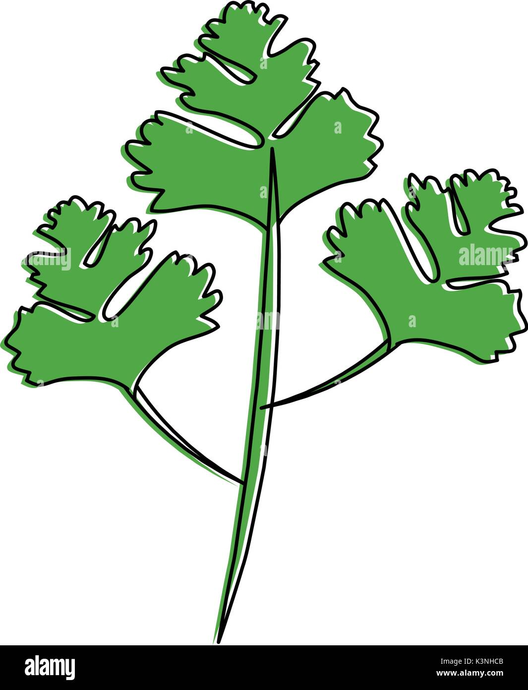 Parsley leaves silhouette icon vector illustration graphic design Stock ...