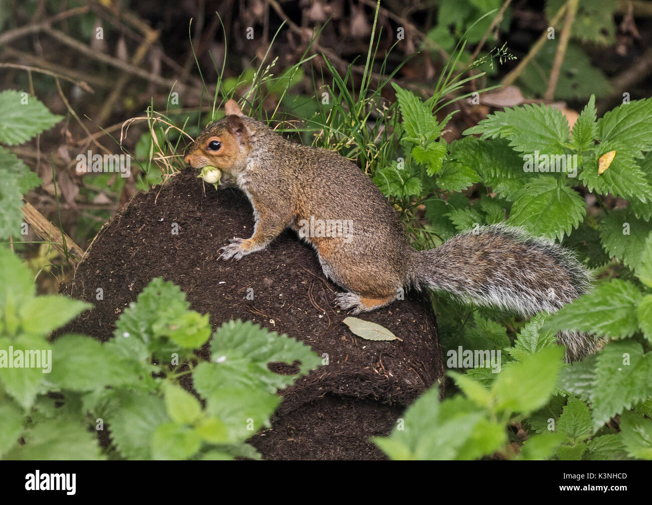 Grey squirrel gathering hazel nuts hi-res stock photography and images ...