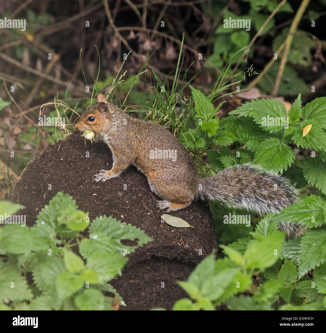 Grey squirrel gathering hazel nuts hi-res stock photography and images ...
