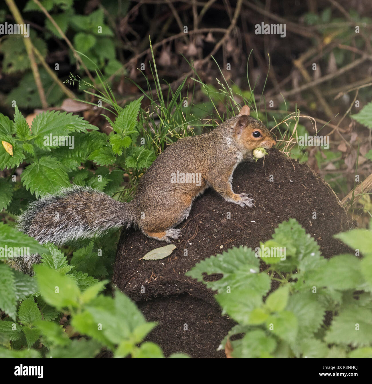 Grey squirrel gathering hazel nuts hi-res stock photography and images ...